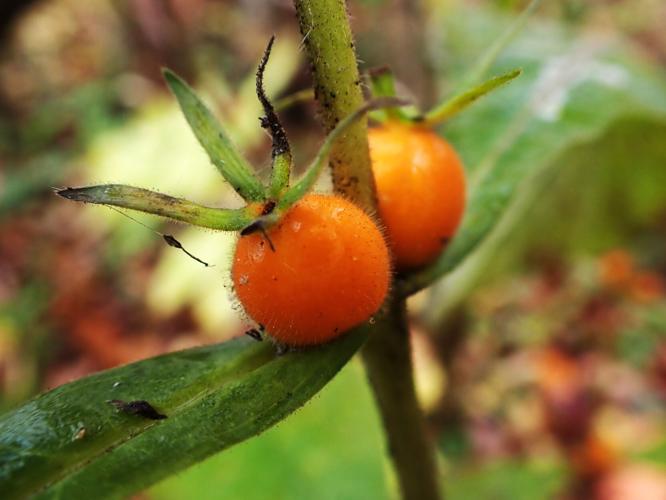 A beautiful orange day | Outdoors | apg-wi.com
