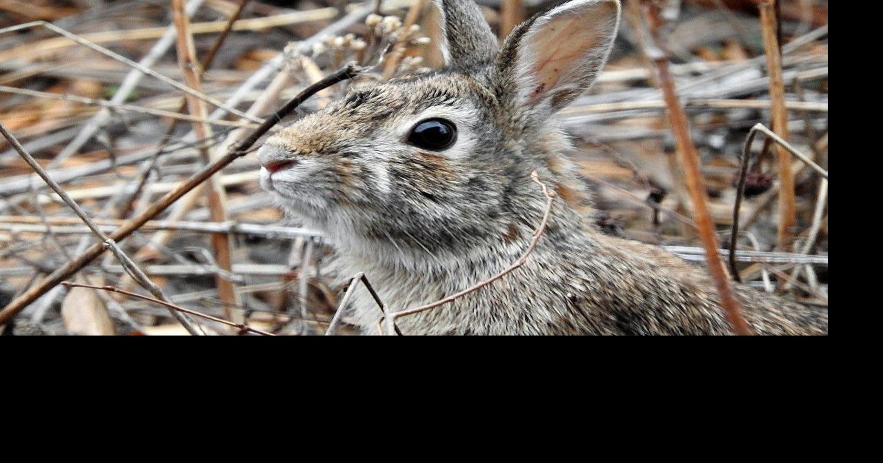 fat rabbit record win