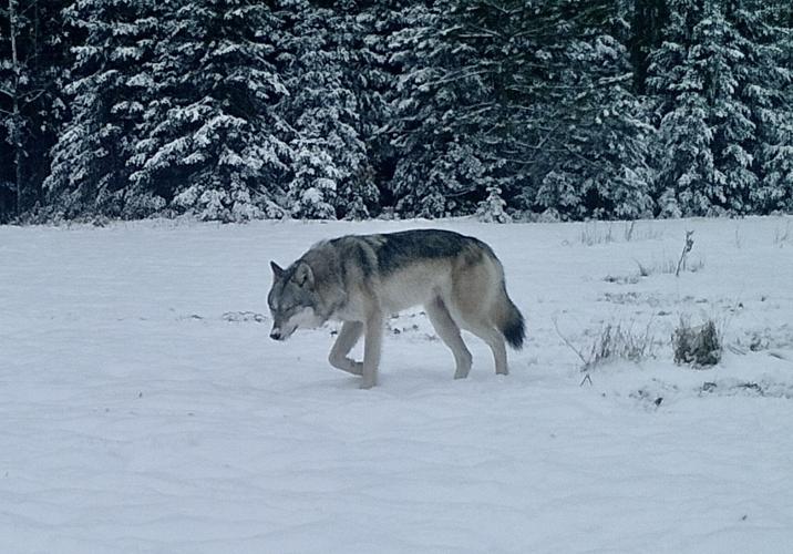 Representatives introduce gray wolf delisting bill | Local | apg-wi.com