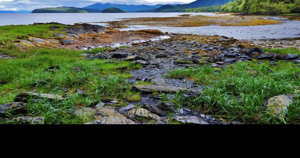 Natural Connections: Skunk cabbage, mud holes, and a naturalist | Free ...