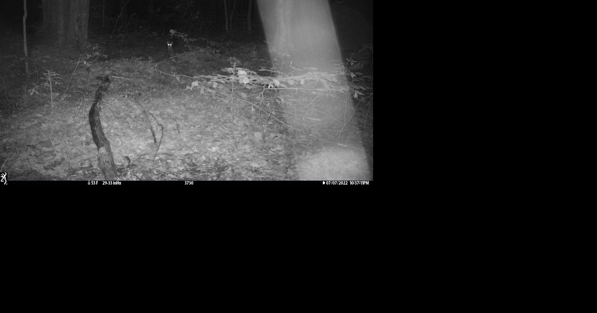 Martens move into Madeline Island; Weasel-like animal documented for ...