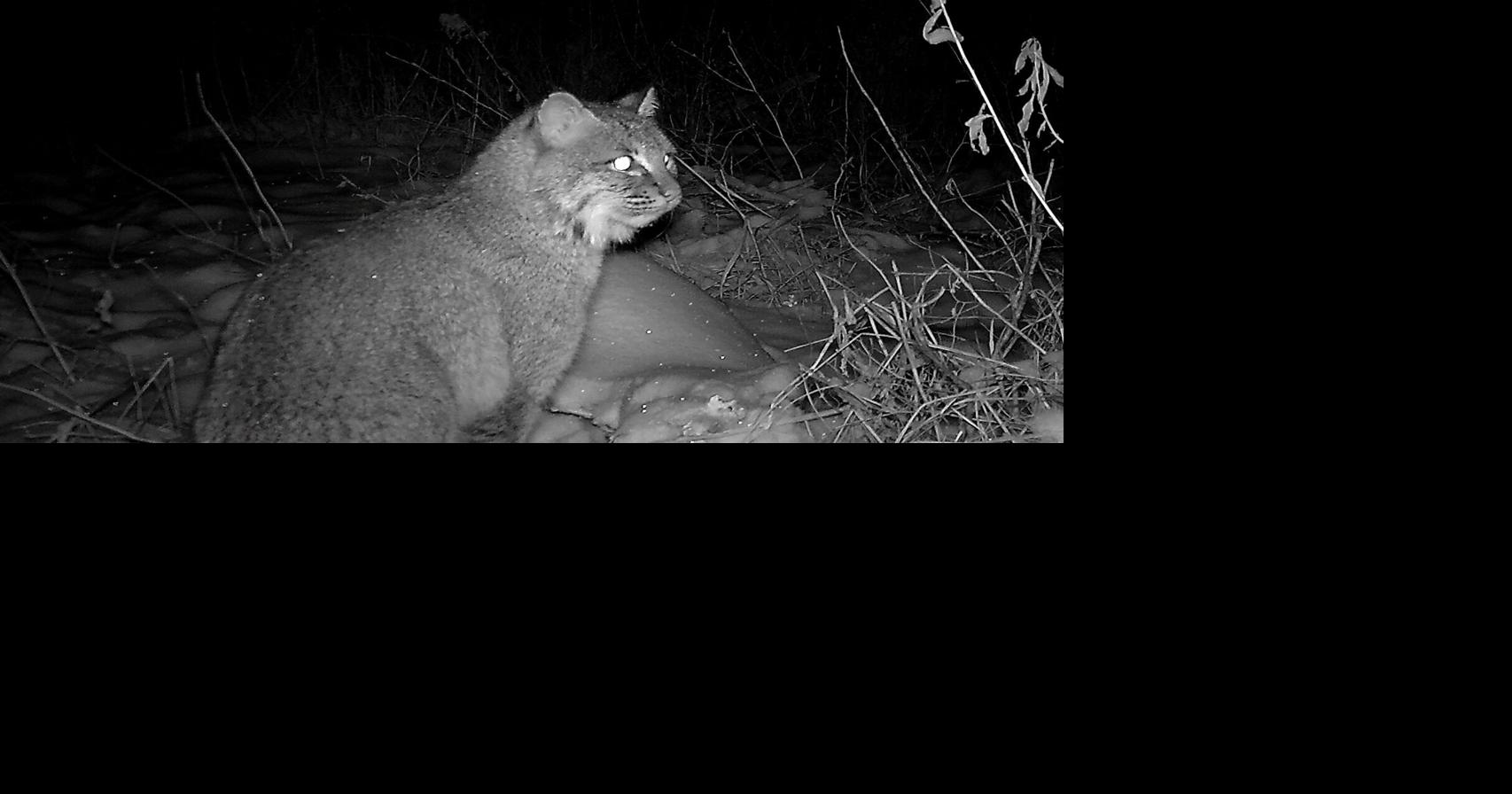 Bobcat population doing well | Regional | apg-wi.com