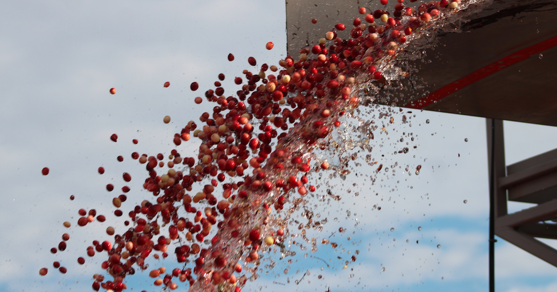 Harvest time! Crews busy harvesting tasty red cranberries during ...