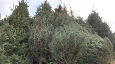 Christmas Tree production requires planning, patience | Local | apg-wi.com