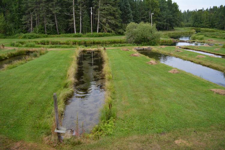 Fifield trout farm to raise 50,000 steelhead for Lake Michigan | Free ...