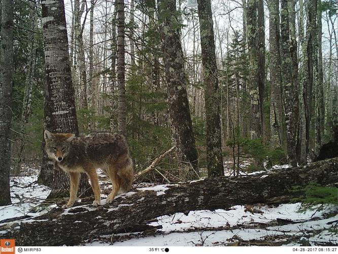 Martens move into Madeline Island; Weasel-like animal documented for ...