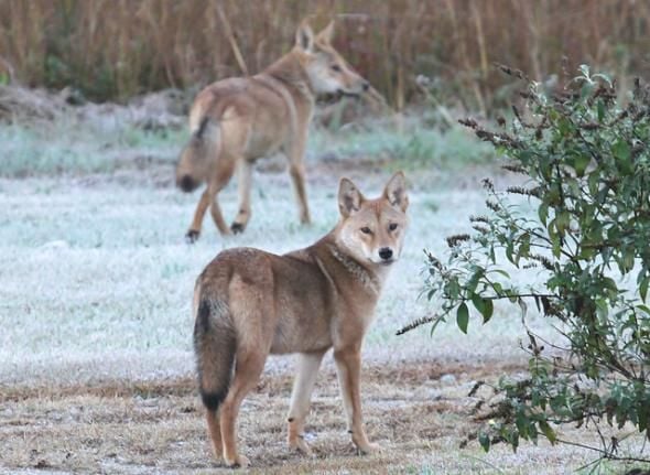 Wildlife group criticizes northern Wisconsin coyote hunt | Outdoors ...