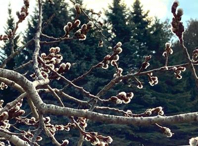 Trembling with anticipation of spring | Outdoors | apg-wi.com
