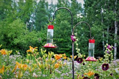 Down on the Farm: Hummingbird sanctuary | News | apg-wi.com