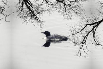 Loons rehabbed after falling from sky covered in ice | Free | apg-wi.com