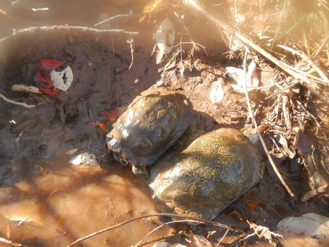 Support our turtles | Outdoors | apg-wi.com