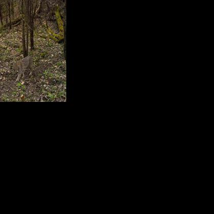 2024 trapping seasons opening around Wisconsin | Outdoors | apg-wi.com