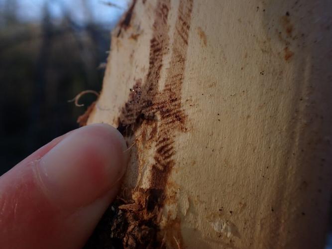 squirrel teeth marks