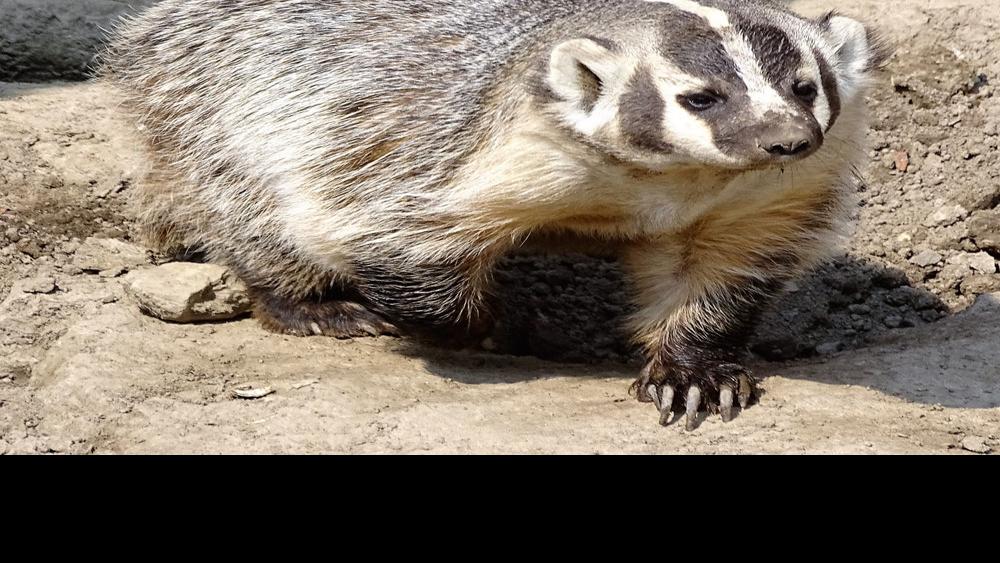 Focus on nature: Our famous state animal | Free | apg-wi.com