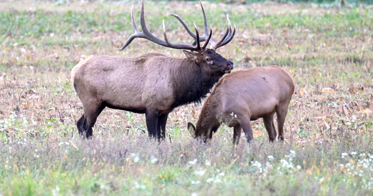 DNR reminds hunters to apply for a 2025 elk hunting license by May 31 ...