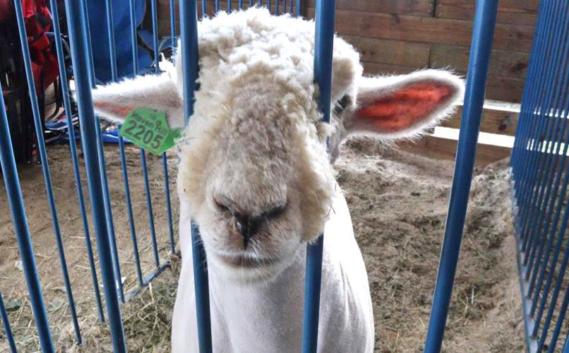 Meet some of the county fair's animals | Media | apg-wi.com