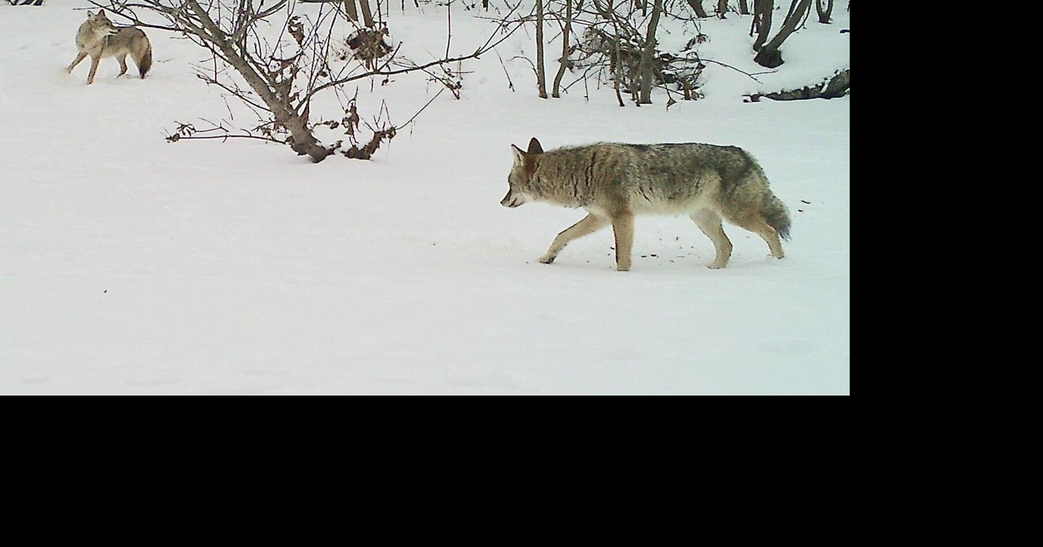 The songsters of spring: Coyotes | Outdoors | apg-wi.com