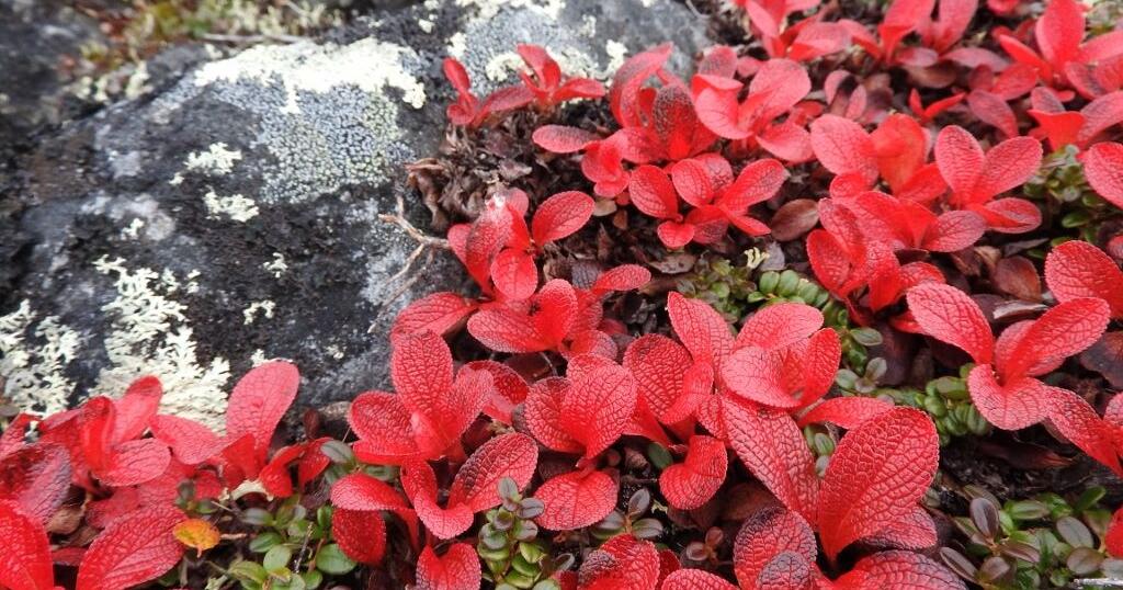 Natural Connections: Fall colors and caribou | Subscriber | apg-wi.com