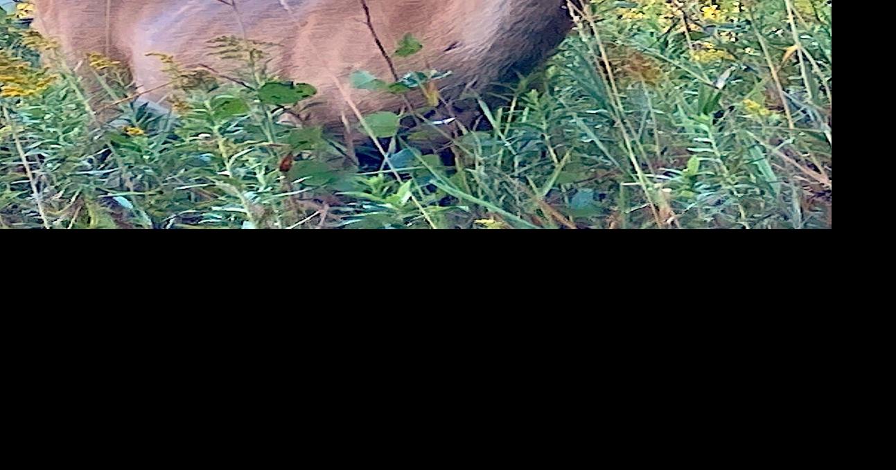 Up close and personal with a doe | Outdoors | apg-wi.com
