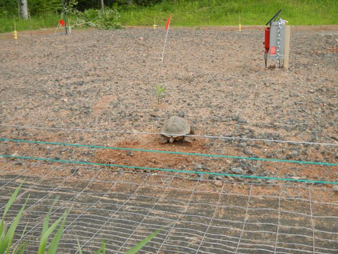 Wood turtles vs. badgers | Local | apg-wi.com