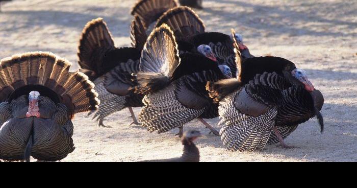 109,367 leftover spring turkey permits available beginning March 21 ...