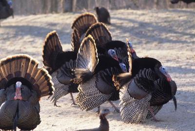 109,367 leftover spring turkey permits available beginning March 21 ...