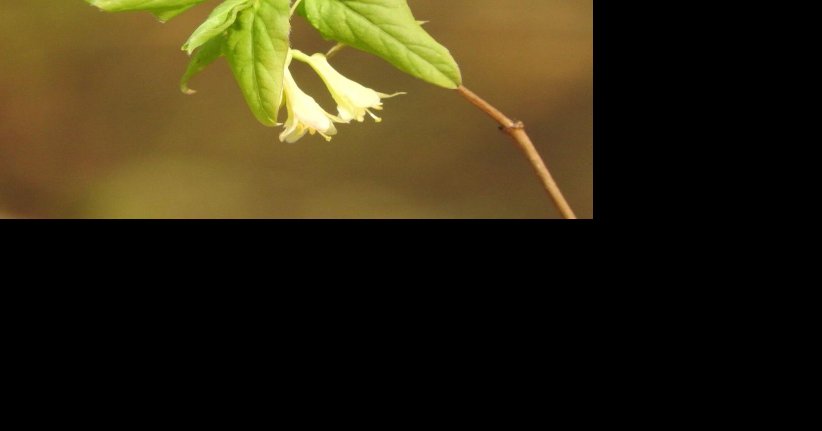 Natural Connections: Distinguishing native and invasive honeysuckle ...
