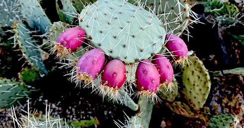 Arizona’s natural simple syrup | News & Stories | arcadianews.com