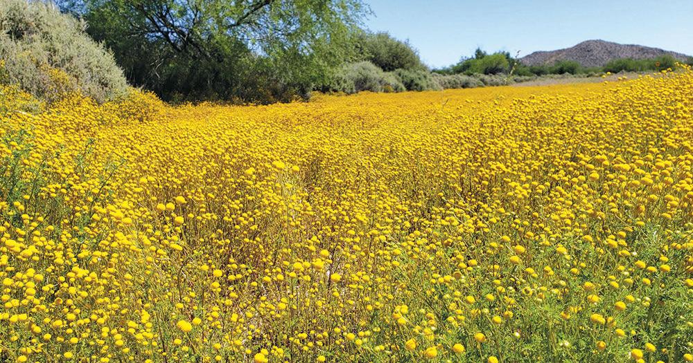 Stinknet poses dangerous threat to Arizona neighborhoods | News ...