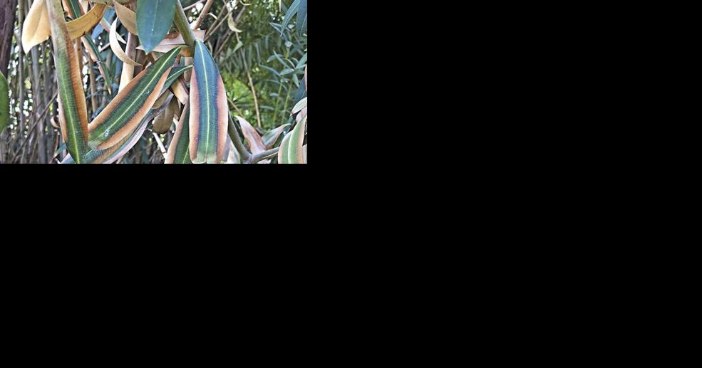 oleander tree arizona problems