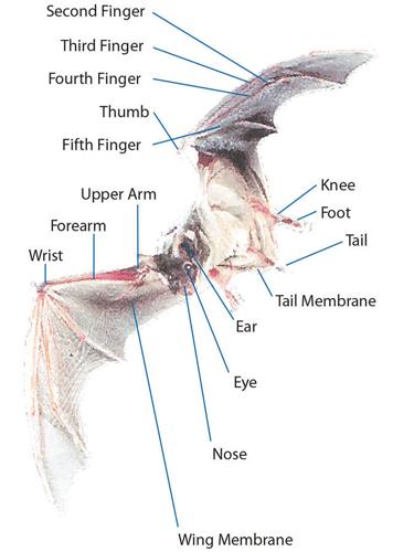 bat anatomy