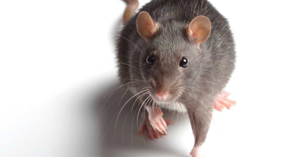 City Pulls Deadly Rat Poison from Palisades Park | News | argonautnews.com