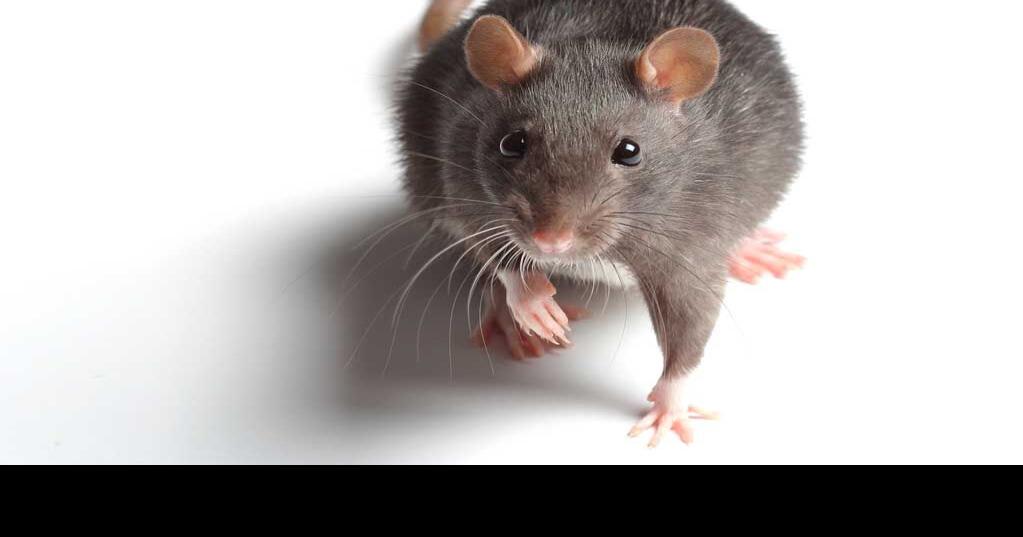 City Pulls Deadly Rat Poison from Palisades Park | News | argonautnews.com