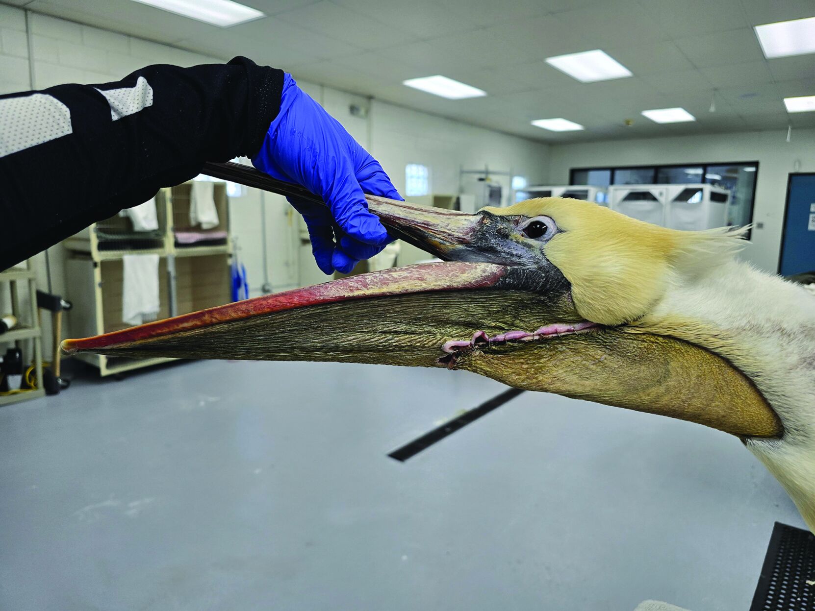 Brutal Pelican Attack: Neck and pouch slash in apparent act of human ...