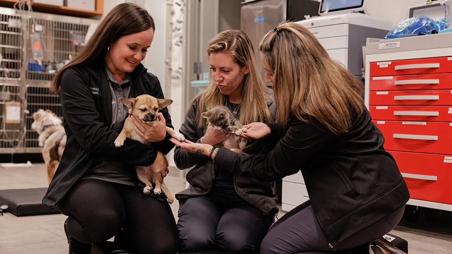 Taking it Back to Basics: Veterinary Emergency Group offers a new kind ...