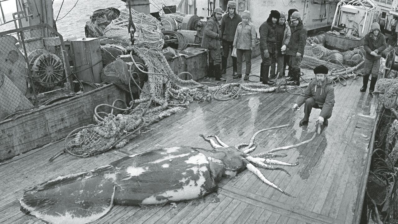 Studying Colossal Squid | News | argonautnews.com