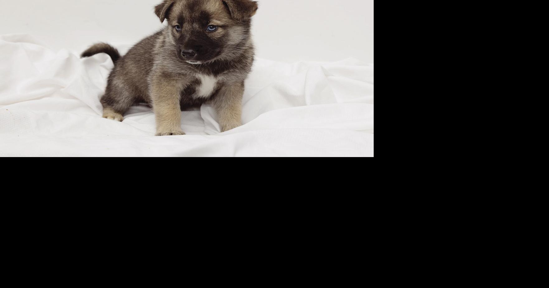 Furry Festivities: Something New brings themed adoption event to Venice ...