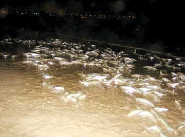 The Night the Fish Go Crazy | Arts-events | argonautnews.com