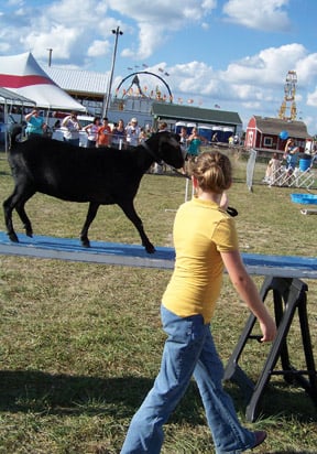 Goat obstacle course at fair | | argus-press.com
