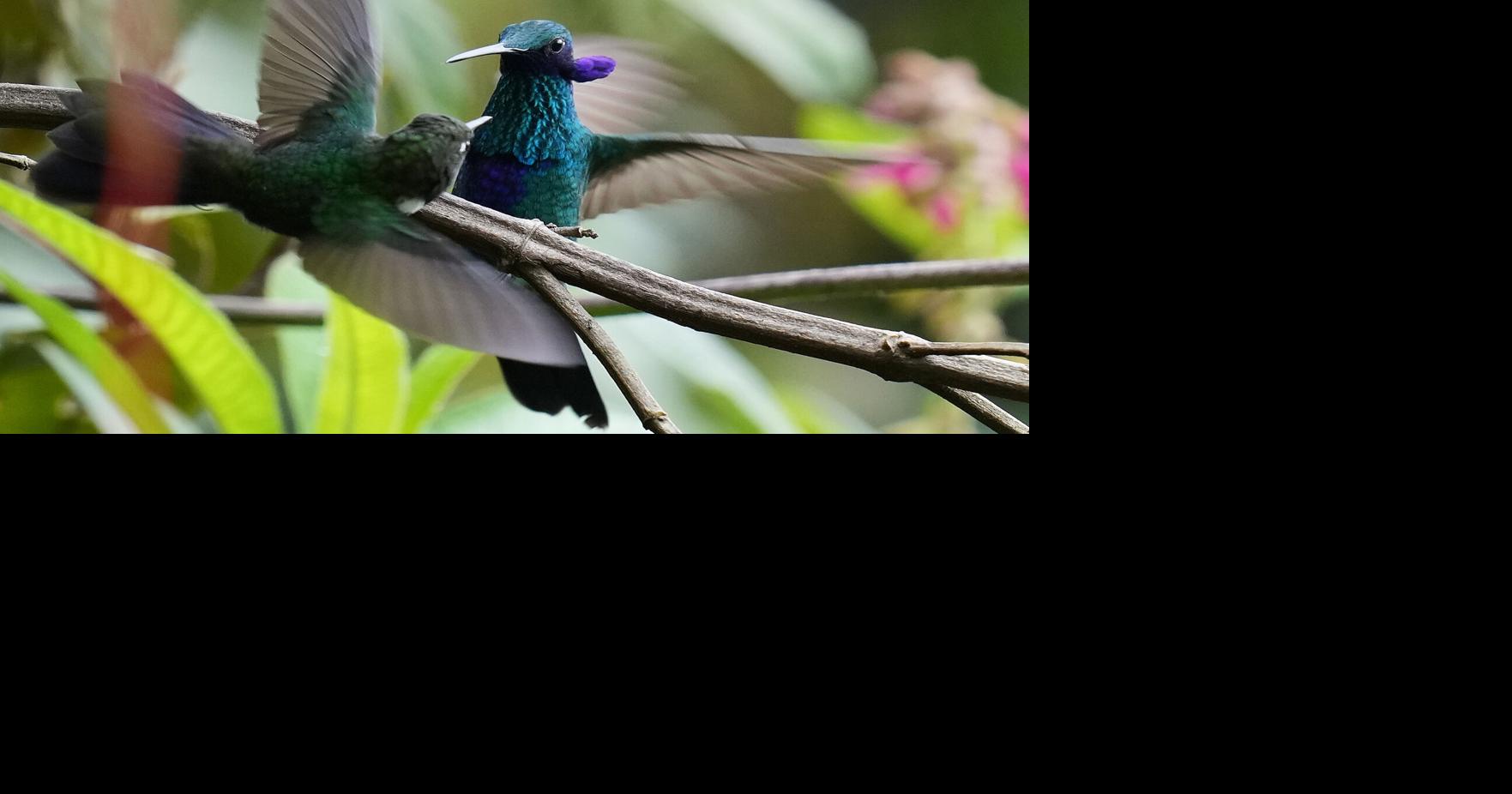 Pictures of the Week Latin America and Caribbean Photo Gallery | World ...