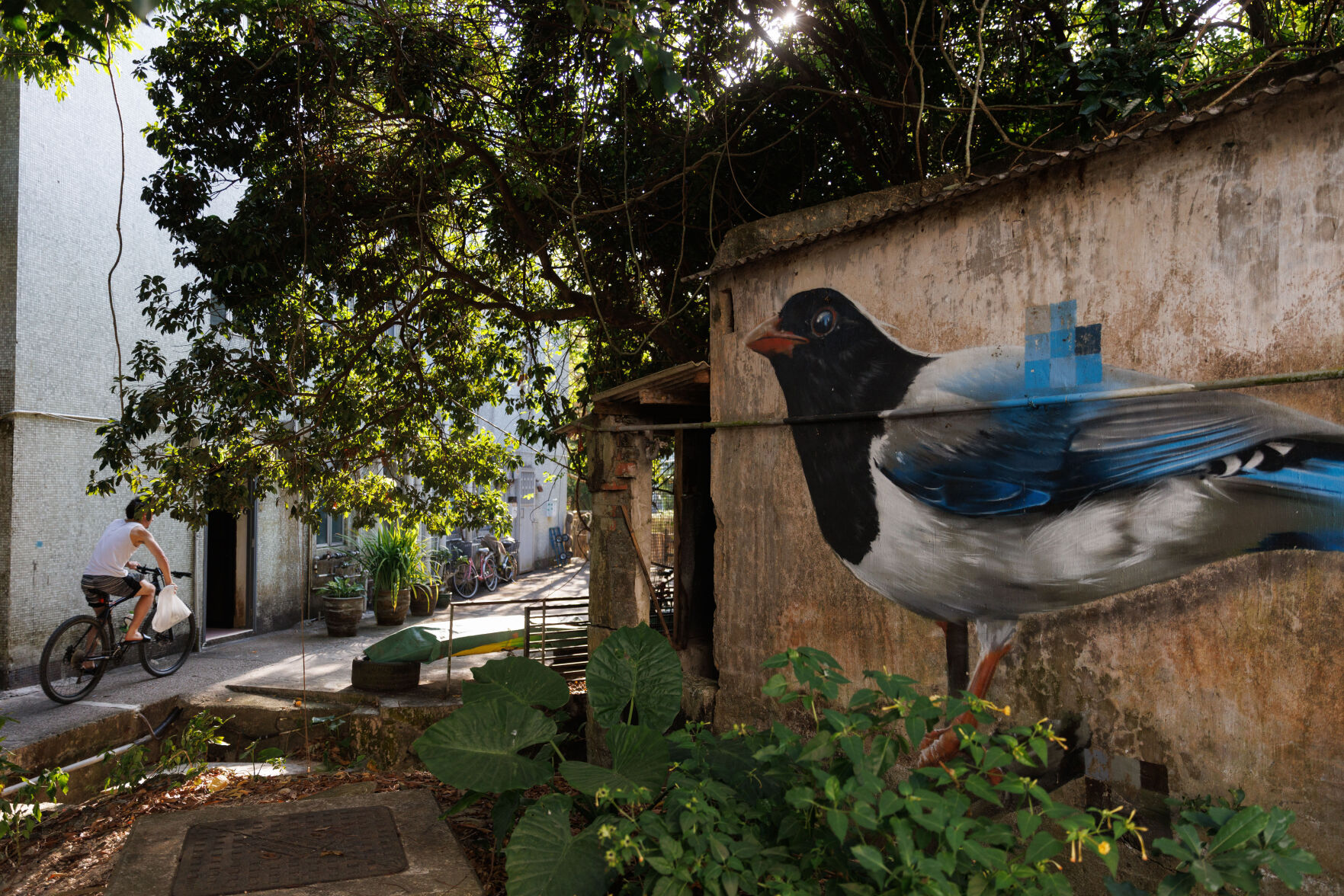 Hong Kong Bird Murals Photo Gallery | World News | argus-press.com