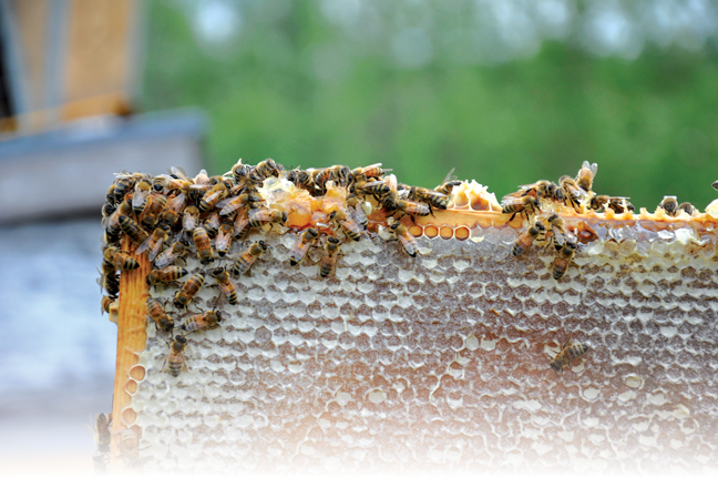 Drought could have devastating affect on honey bees | Local News ...