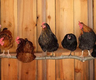 Chickening out | Owosso | argus-press.com