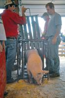Saturday at the Shiawassee County Fair | Local News | argus-press.com