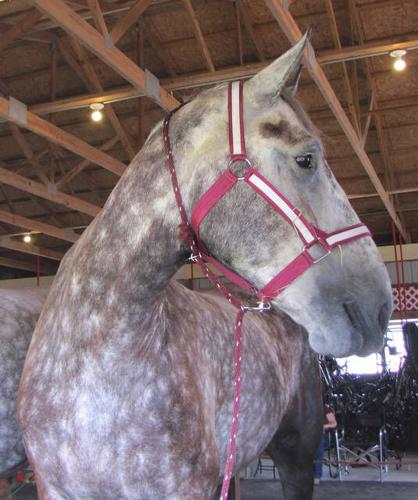 Saturday preparations at the Shiawassee County Fair | Farm/Garden ...