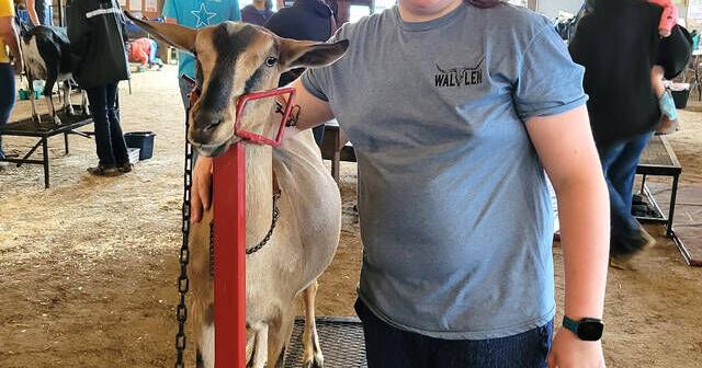 Shiawassee County Fair exhibitors still muster plenty of enthusiasm ...