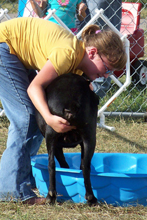 Goat obstacle course at fair | | argus-press.com