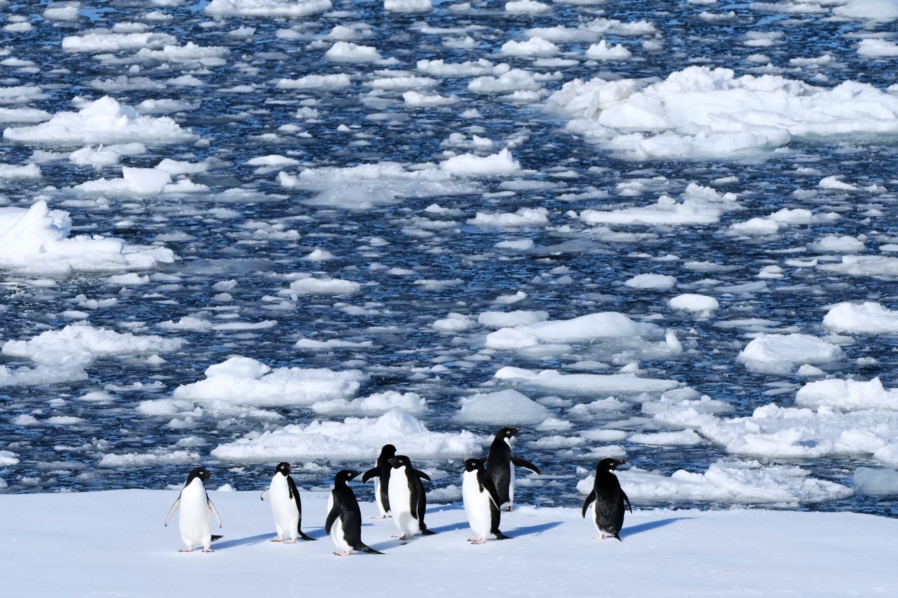 Climate Penguins | World News | argus-press.com