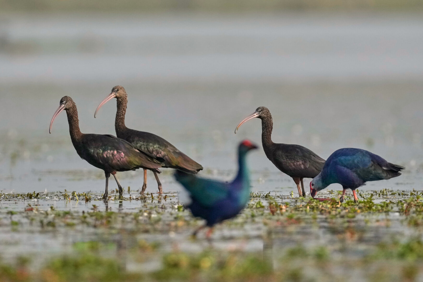 India Migratory Birds | World News | argus-press.com
