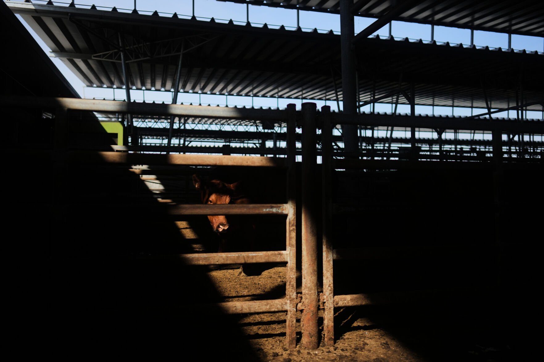 Argentina Cattle Market | World News | argus-press.com